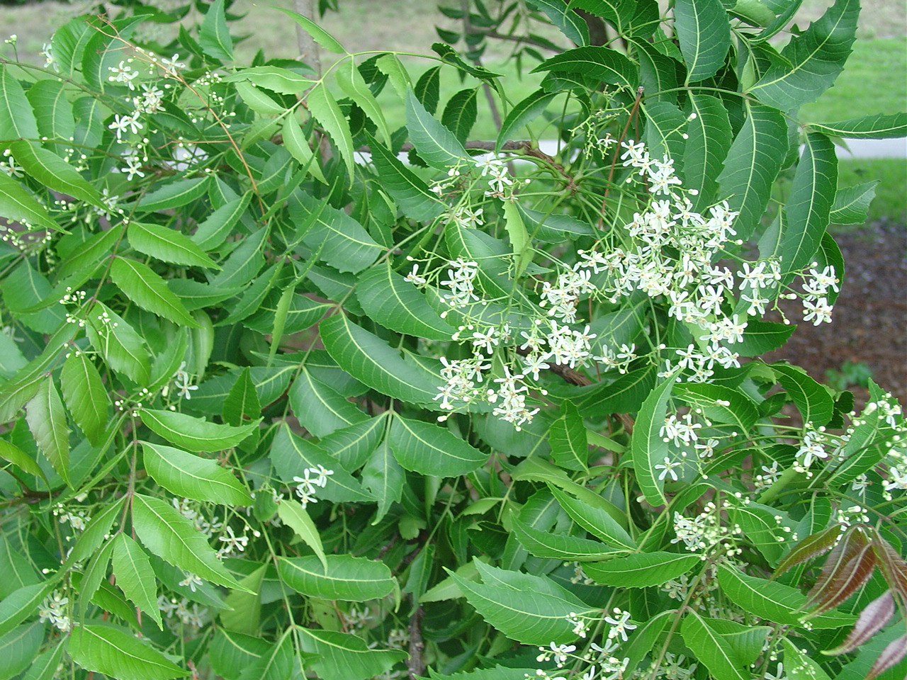 The Neem Tree And Uses Of Neem Seeds Oil Leaves Bark And Roots The Neem Tree And Uses Of Neem Seeds Oil Leaves Bark And Roots